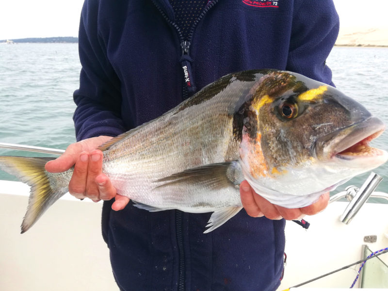 Comment allez vous les pêchous? - Guide Pêche & Plaisance